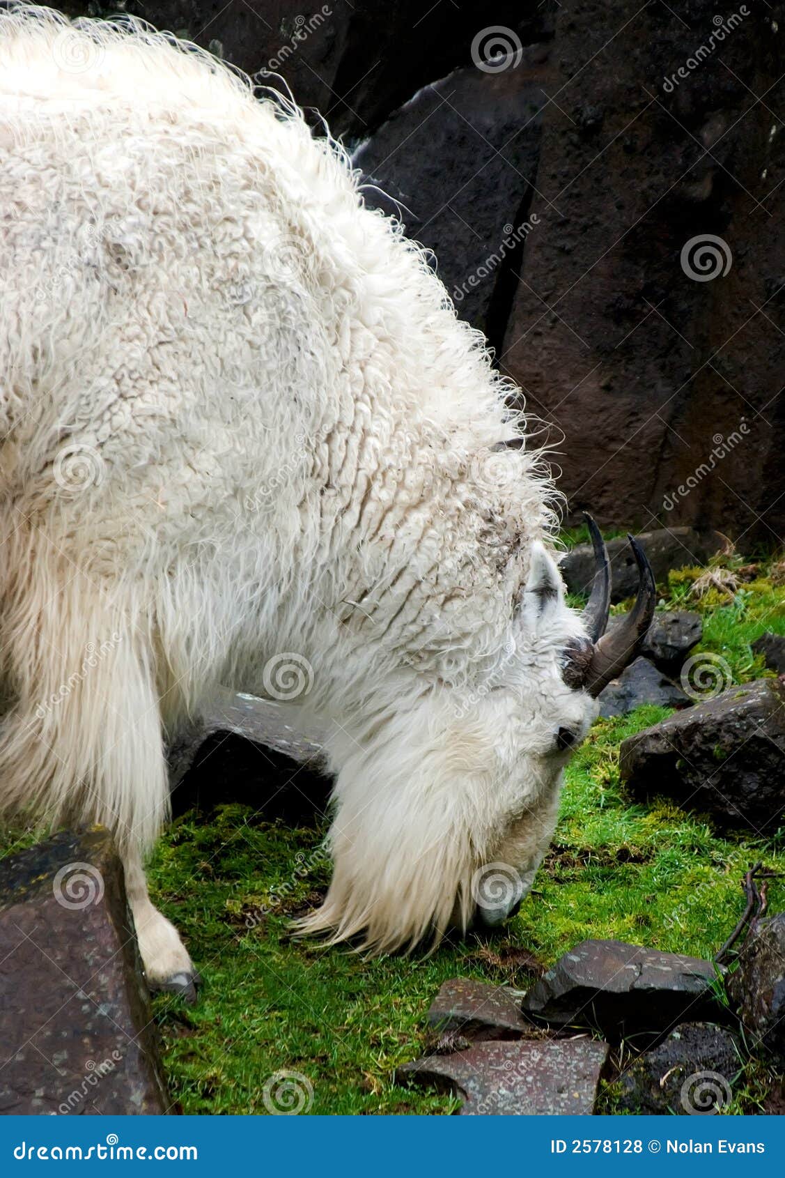 Mountain goat stock photo. Image of white, hide, mammal - 2578128