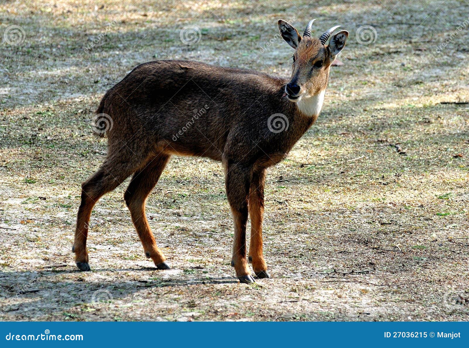 Mountain Goat stock image. Image of wildlife, capra, goat - 27036215