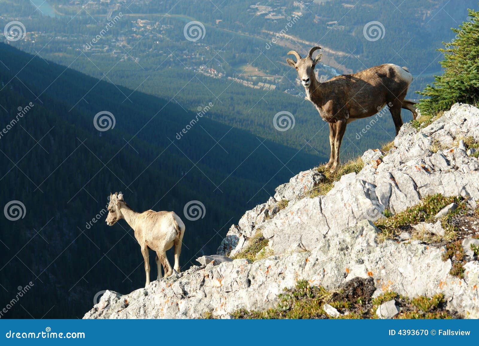 Mountain goat stock photo. Image of ridge, mountain, climbing - 4393670