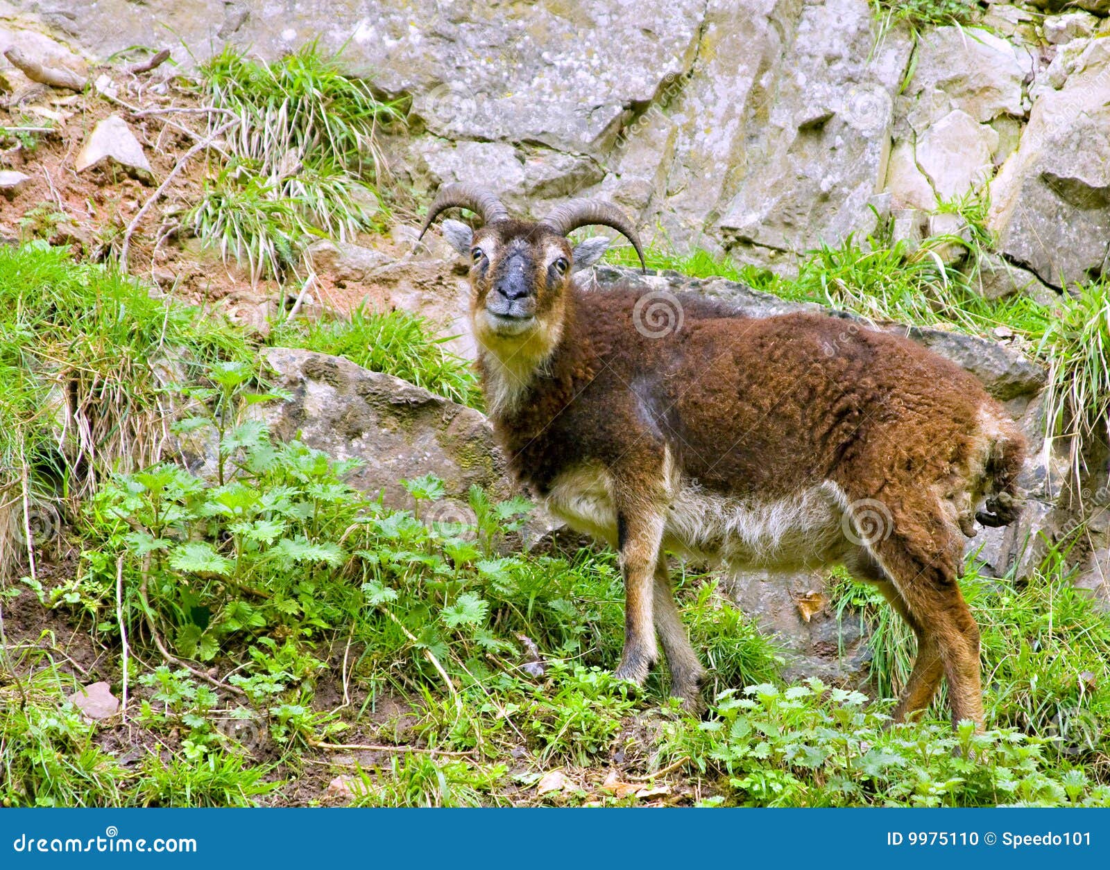 Mountain Goat stock photo. Image of furry, country, ecology - 9975110