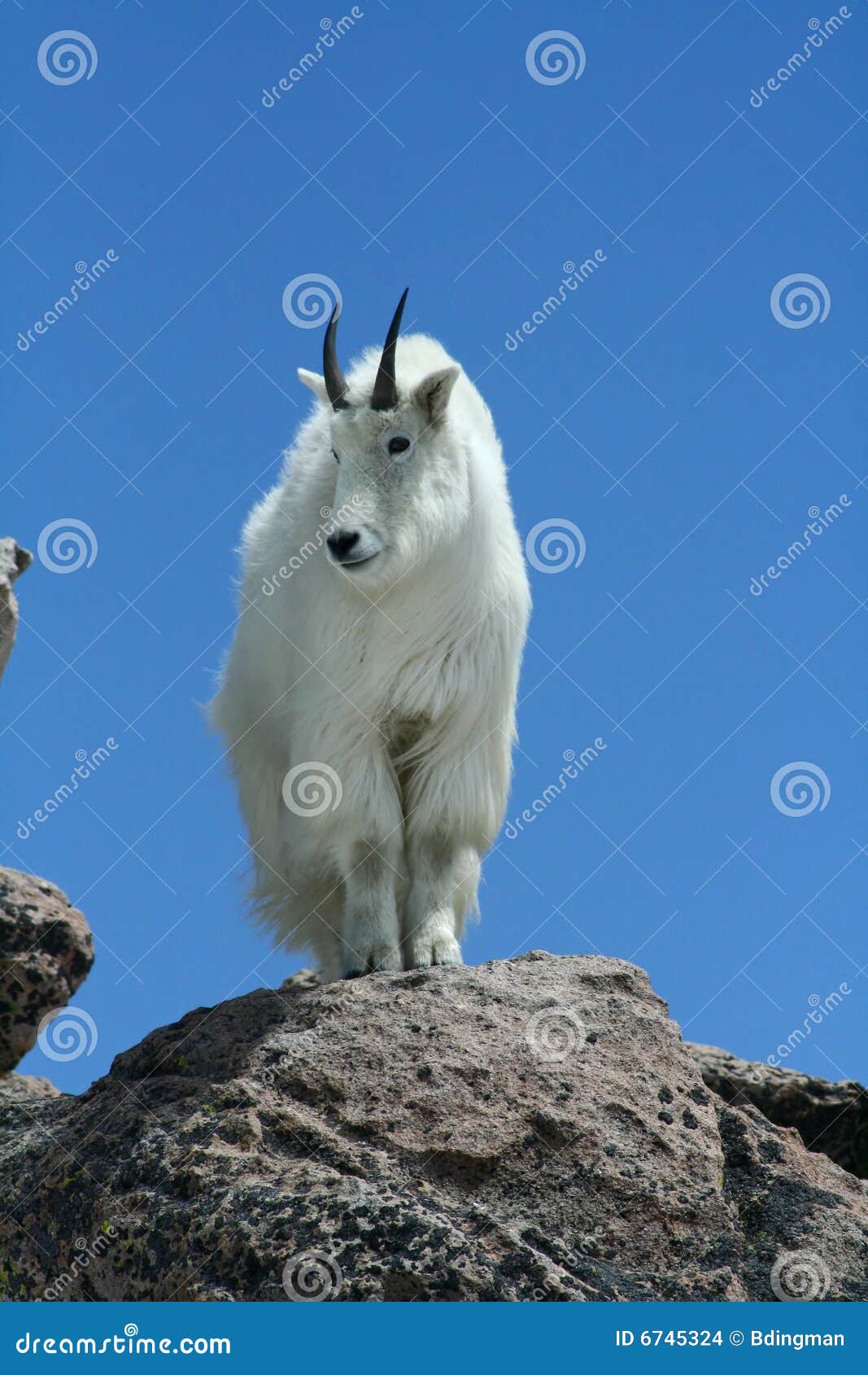 Mountain Goat, Indian Ibex On The Hills Of Munnar In Kerala Royalty ...