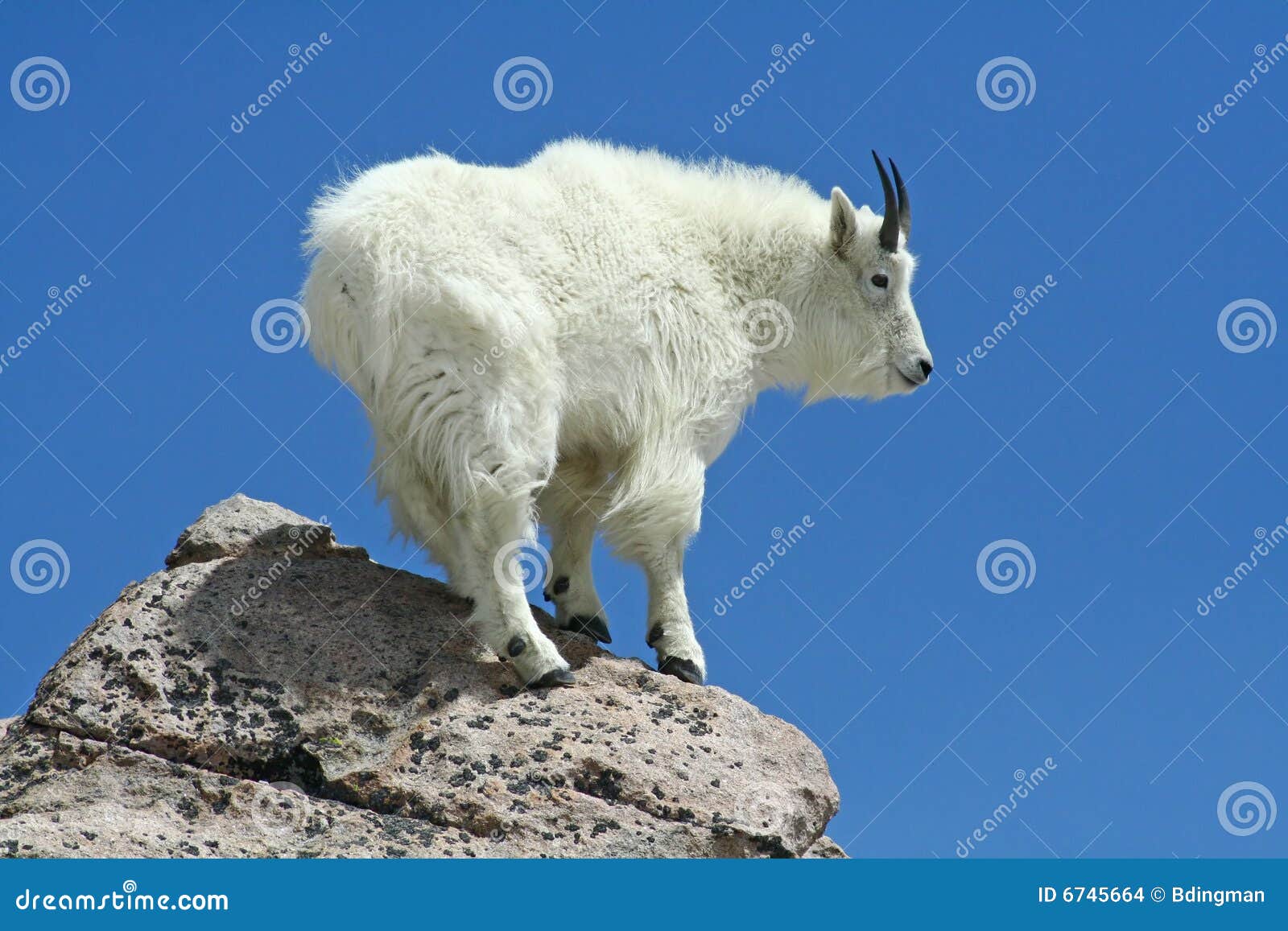 Mountain Goat Against a Clear Blue Sky Stock Photo - Image of colorado ...