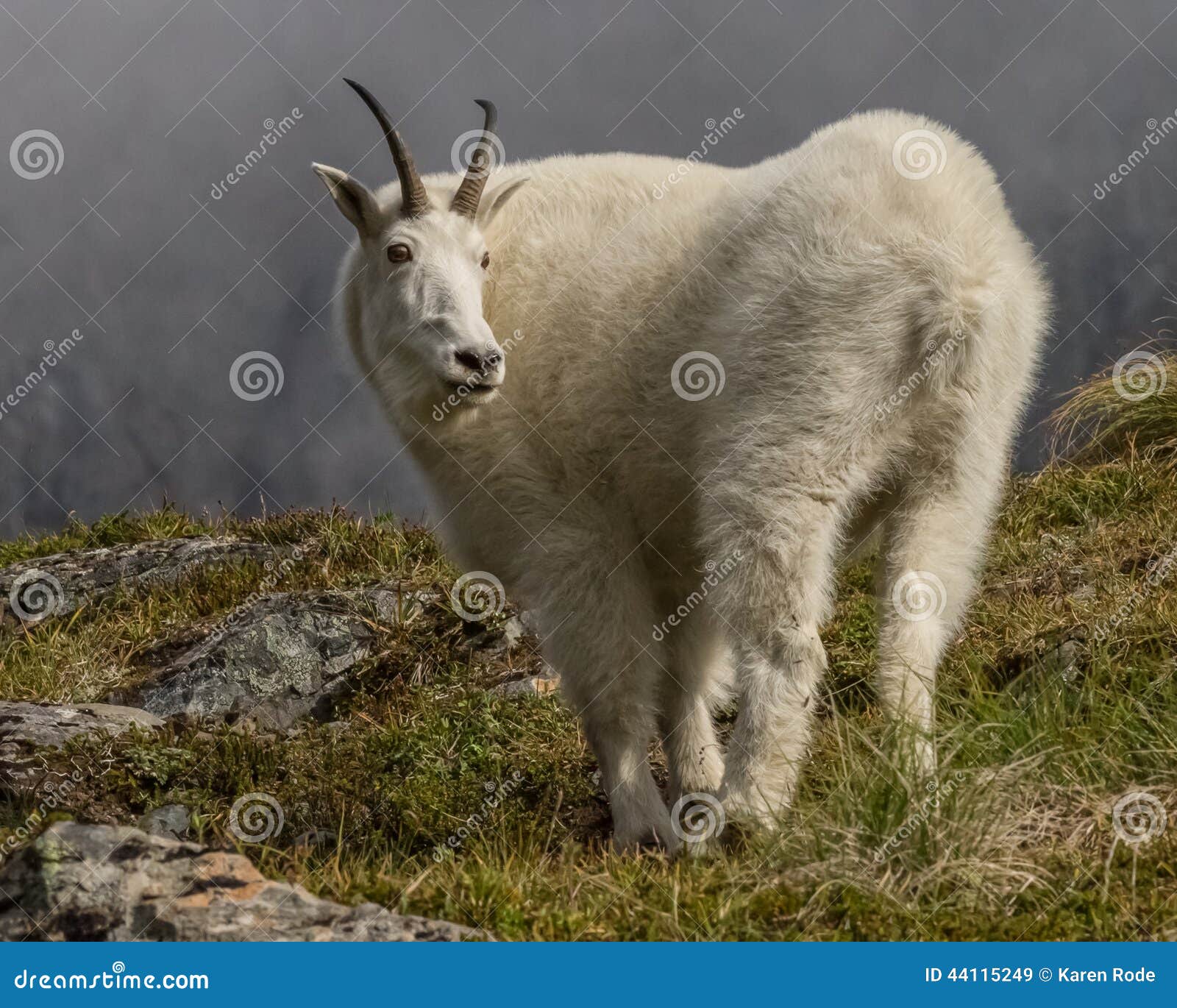 Mountain goat in Alaska stock image. Image of alaska - 44115249