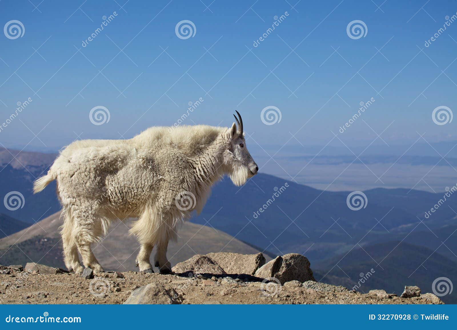 Mountain Goat in the Alpine Stock Photo - Image of alpine, mountains ...