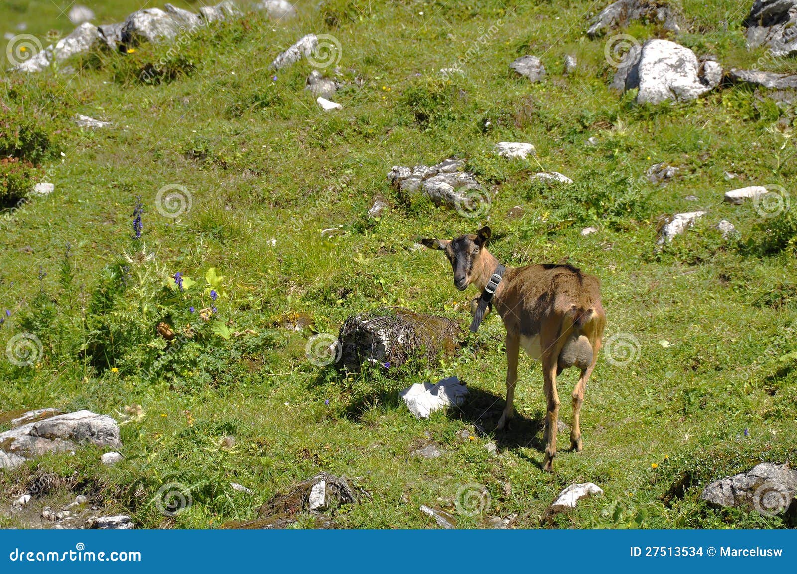 Mountain Goat in the Alps stock photo. Image of hills - 27513534