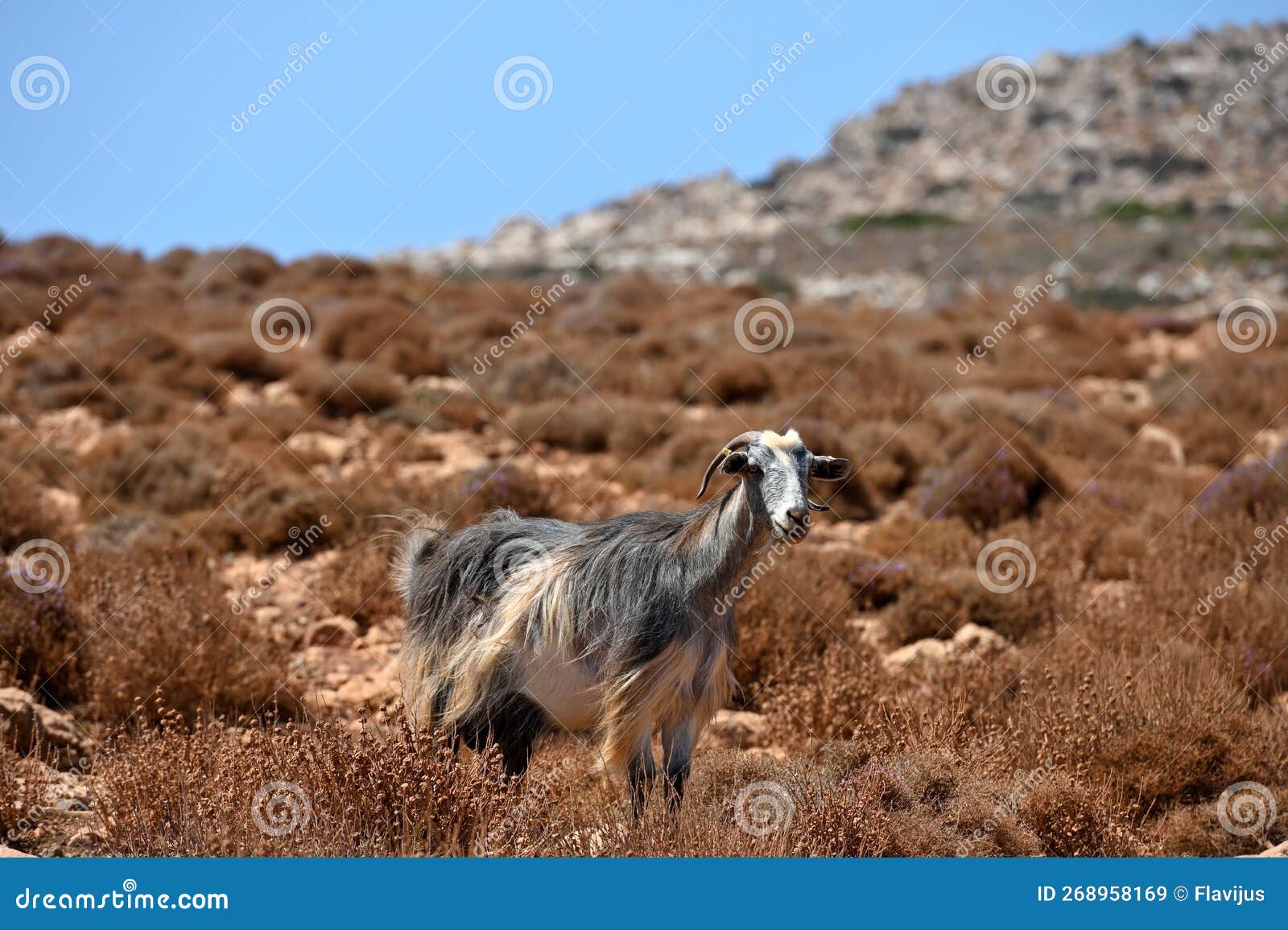 Mountain Goat in the Arid Landscape Stock Image - Image of mountain ...