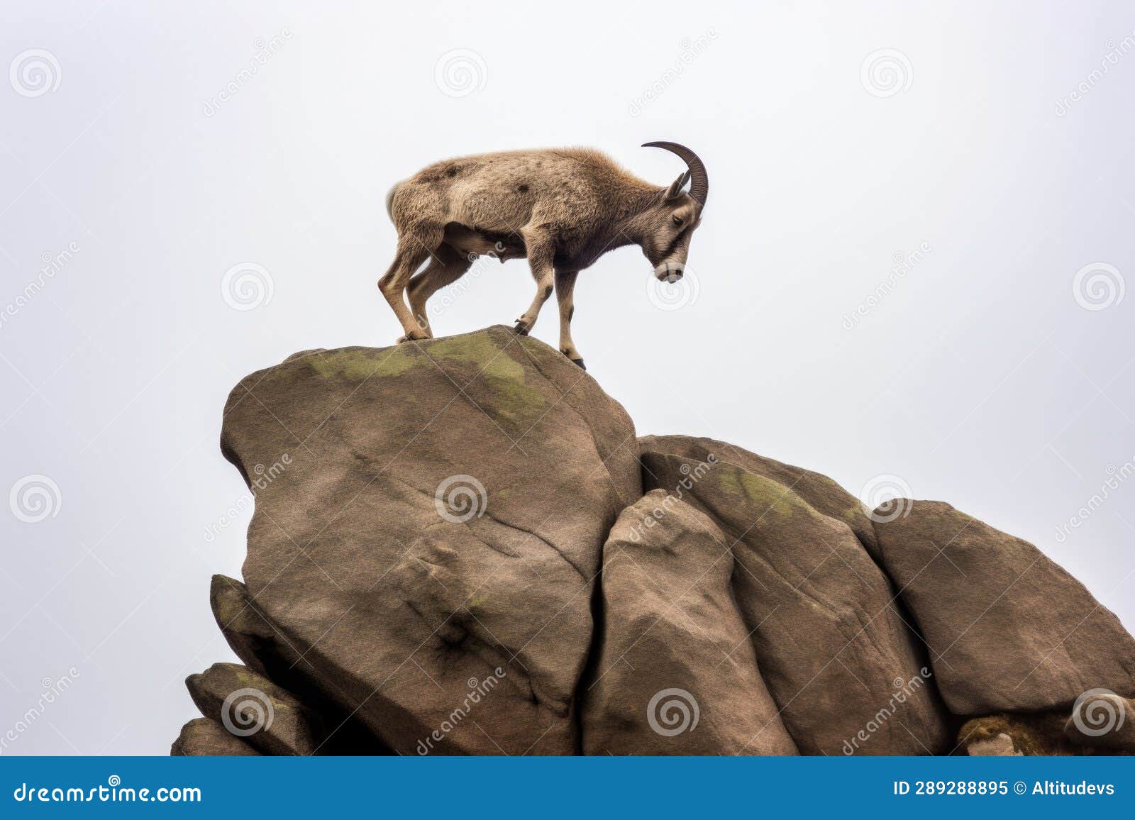 Mountain Goat Balancing on Precarious Cliffside Boulder Stock Image ...
