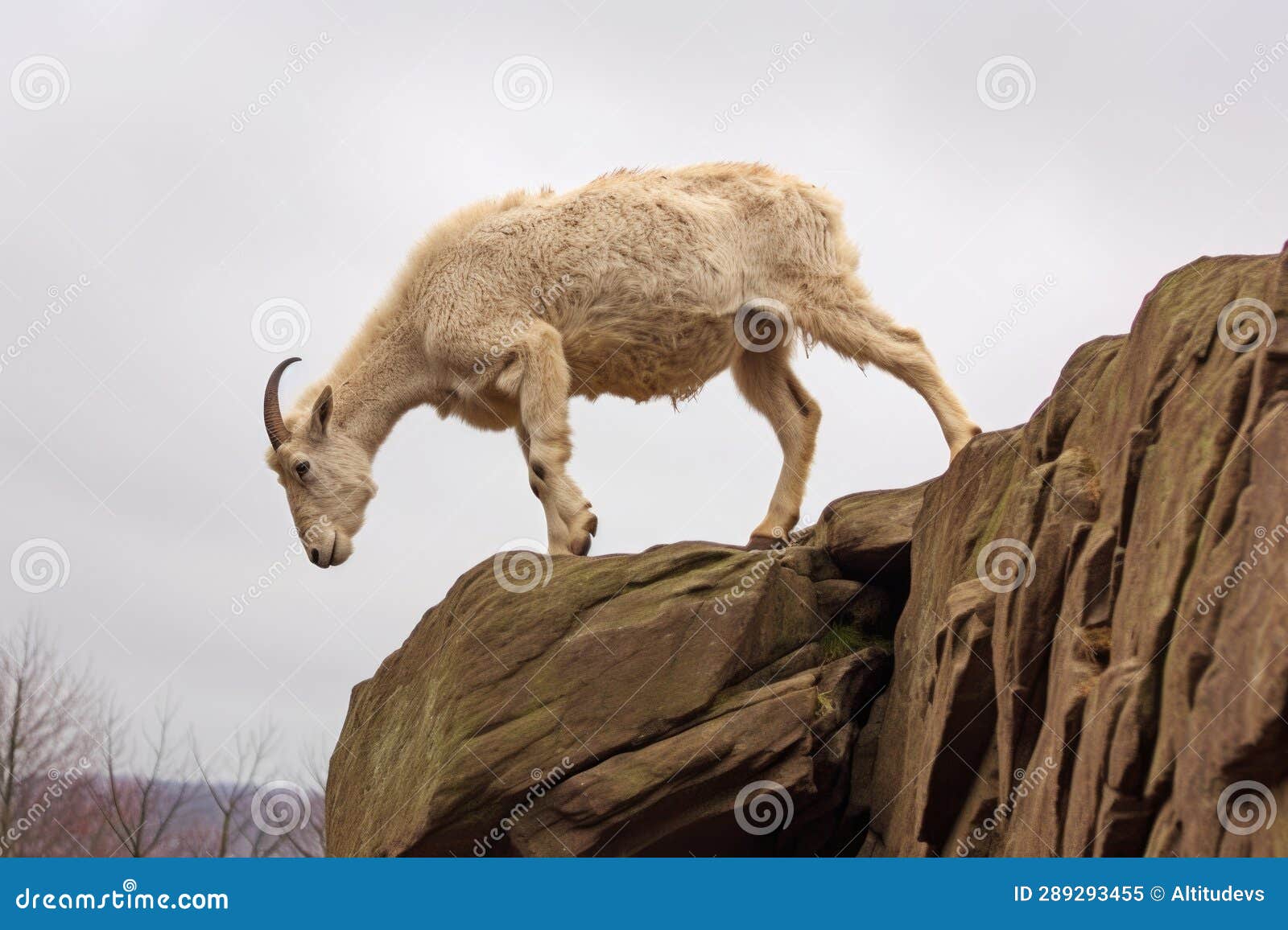 Mountain Goat Balancing on Precarious Cliffside Boulder Stock Image ...