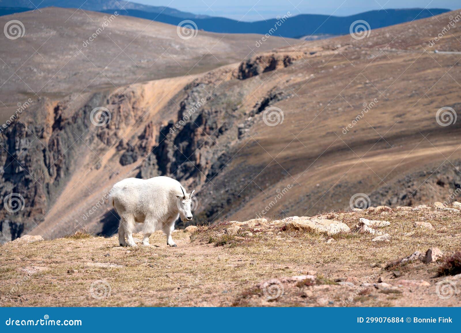Mountain Goat on the Beartooth Highway Stock Photo - Image of white ...