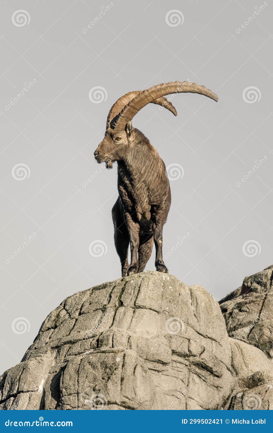 Mountain Goat with Big Horns Stock Image - Image of rock, horn: 299502421