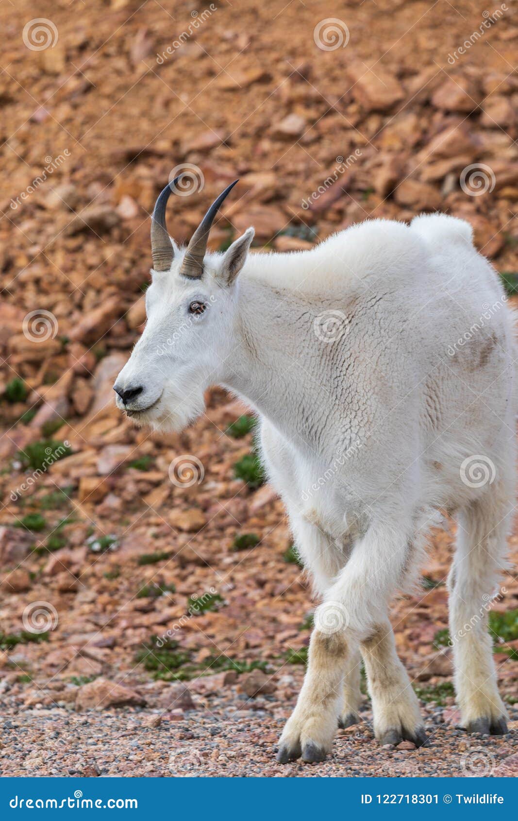 Mountain Goat Billy stock image. Image of outdoors, wild - 122718301