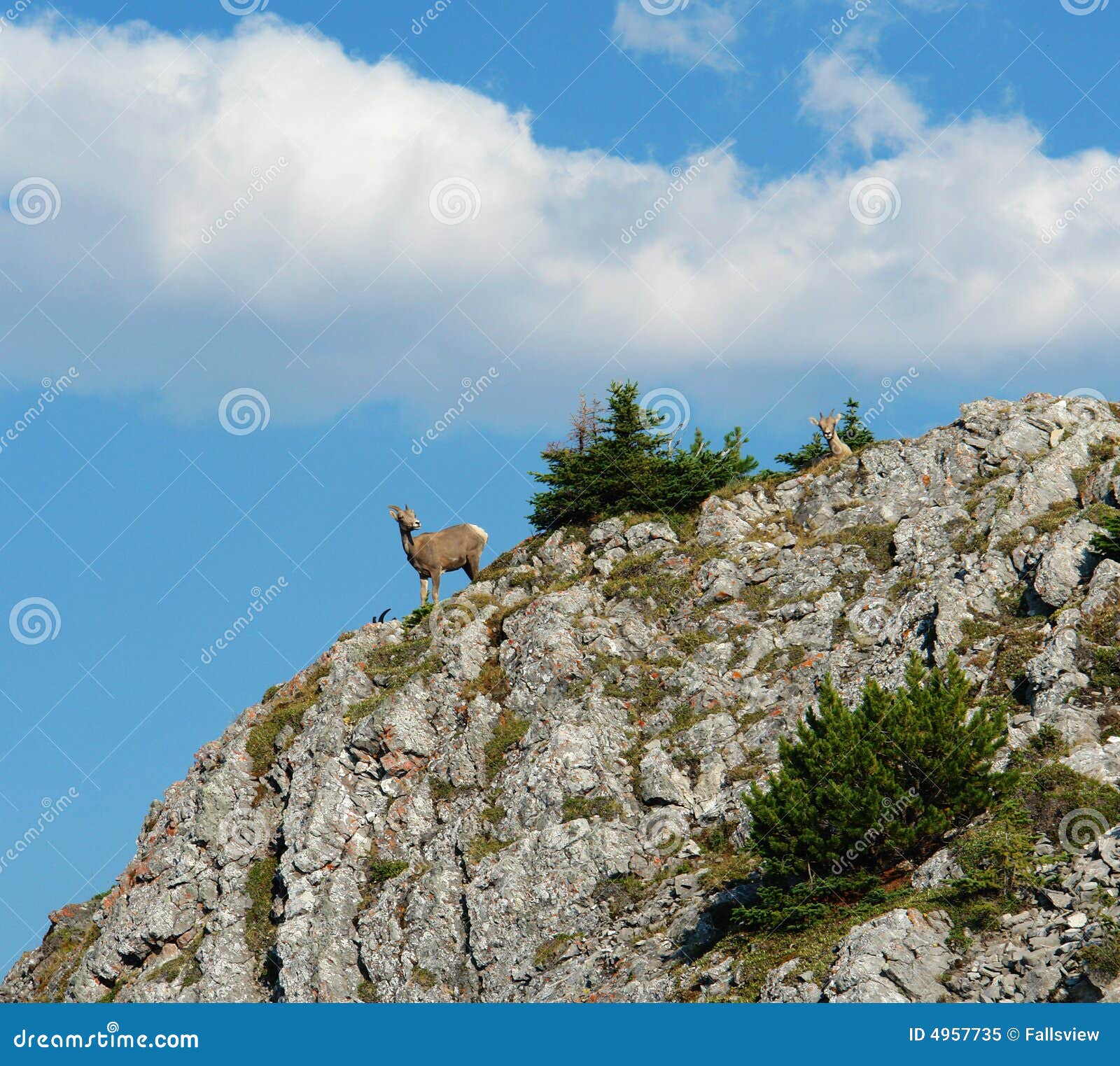 Mountain goat on cliff stock image. Image of nature, natural - 4957735