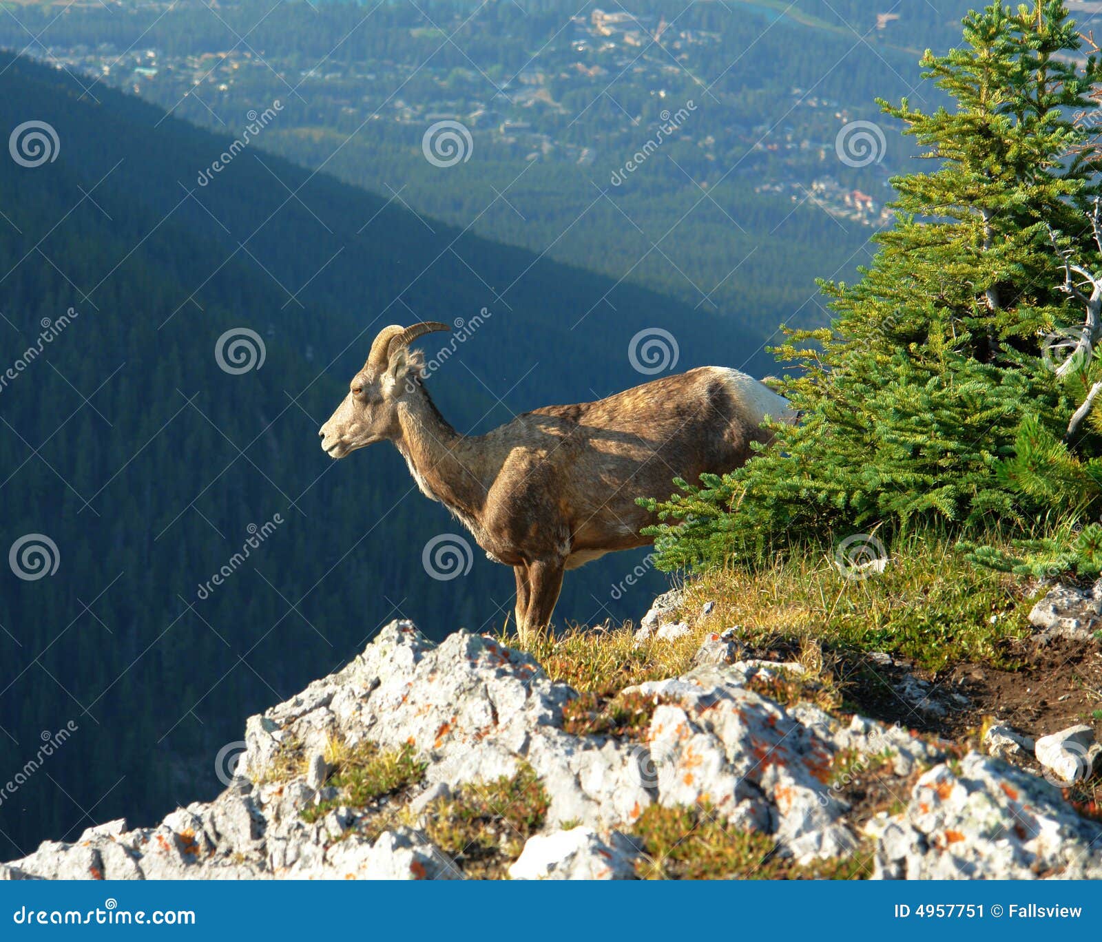 Mountain goat on cliff stock image. Image of landscape - 4957751