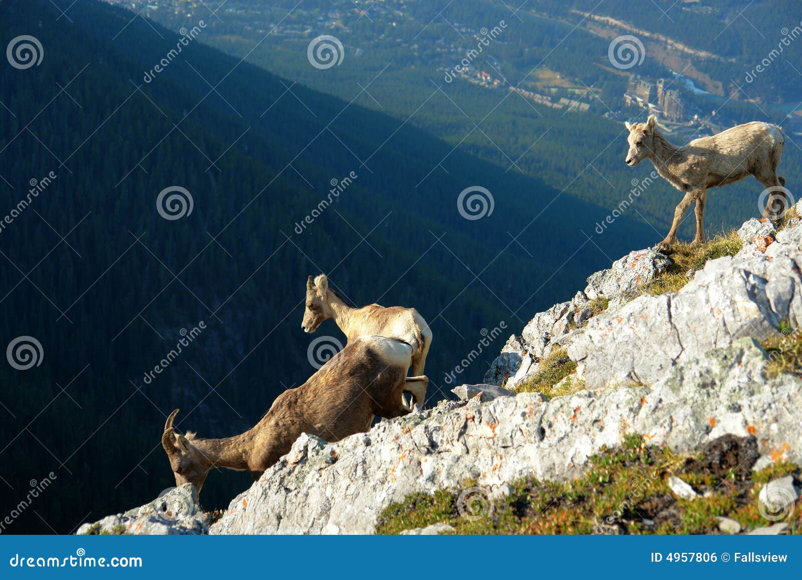 Mountain goat on cliff stock photo. Image of rocky, national - 4957806