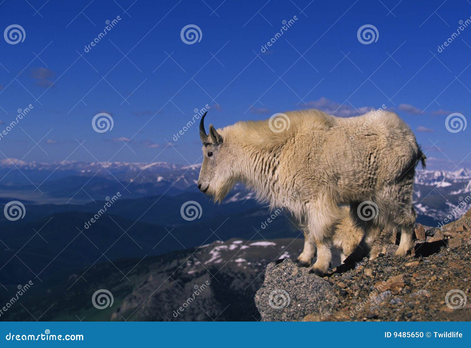 Mountain Goat on Cliff stock photo. Image of animal, mountain - 9485650