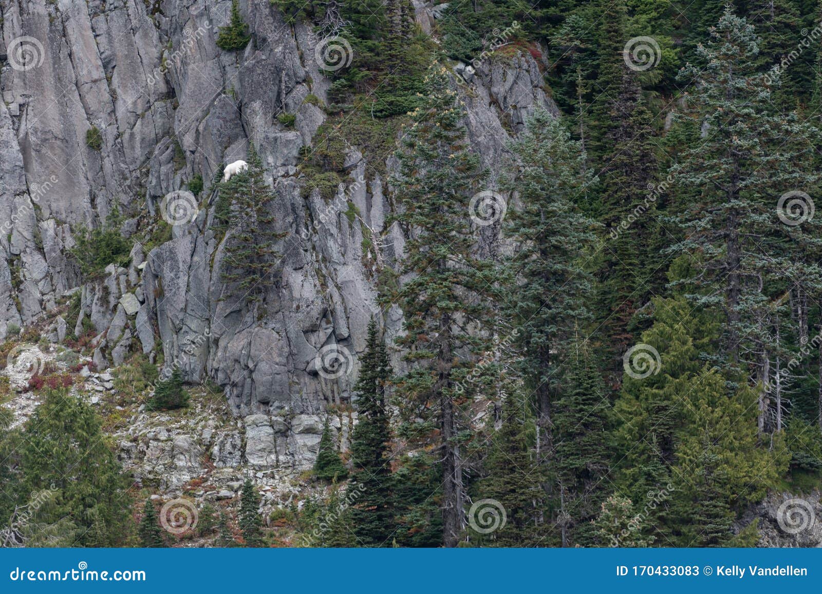Mountain Goat on Cliff stock image. Image of nature - 170433083