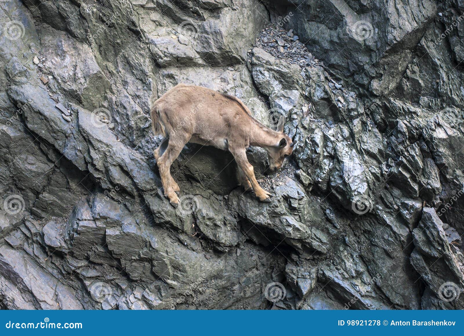 Mountain Goat Climb on Rocks. Stock Photo - Image of national, rope ...