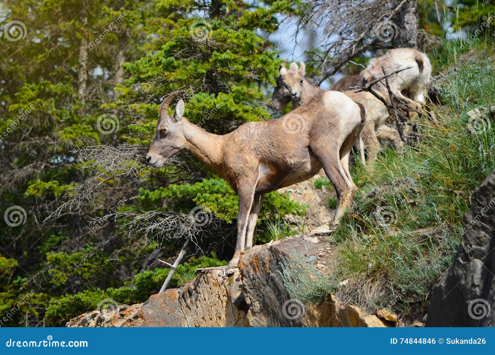 Mountain Goat Climbing on Mountain Stock Photo - Image of climb, scenic ...