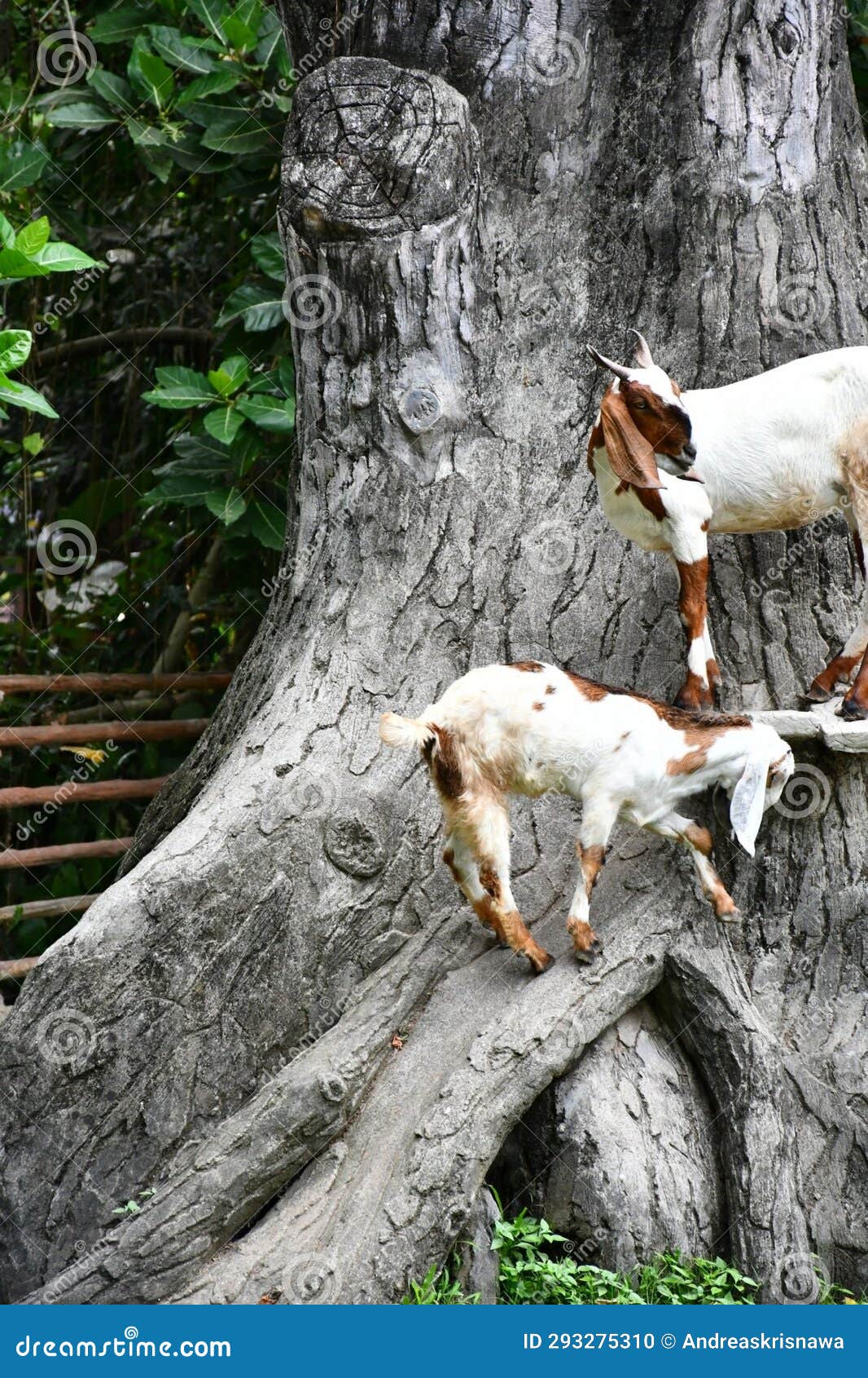 Mountain Goat Climbing at Tree Stock Photo - Image of goat, tree: 293275310