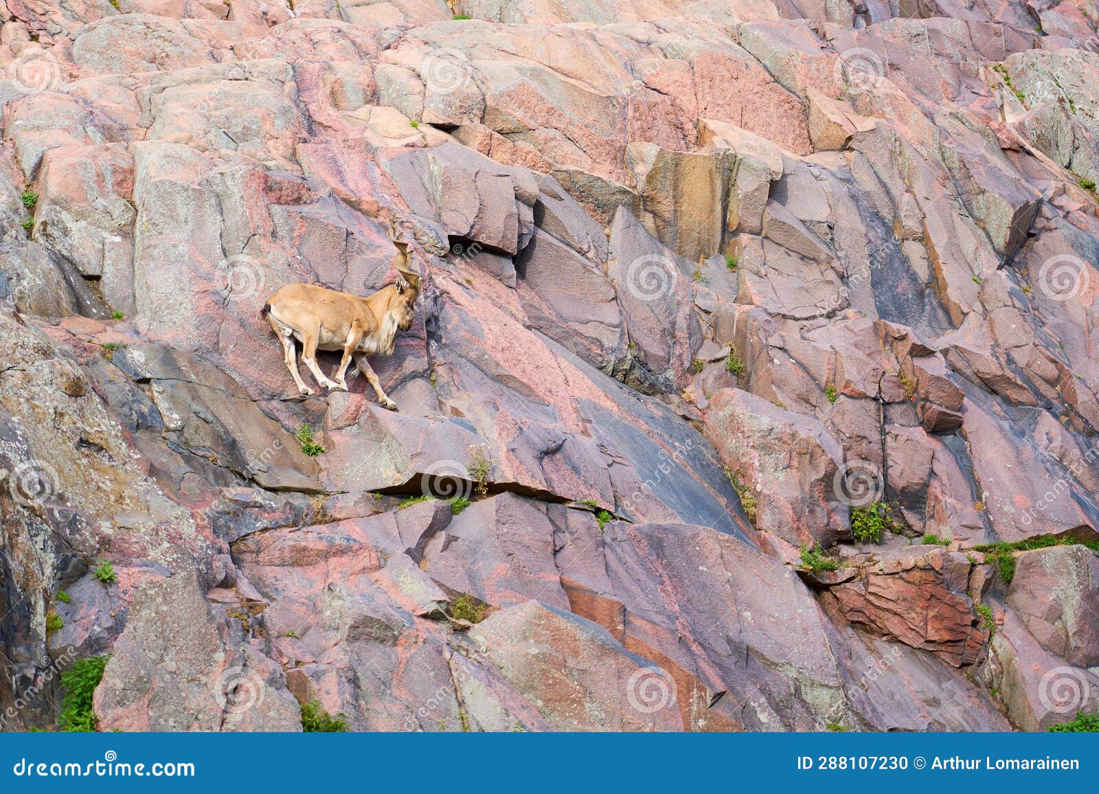A Mountain Goat Climbs the Slope of a Cliff. Stock Photo - Image of ...