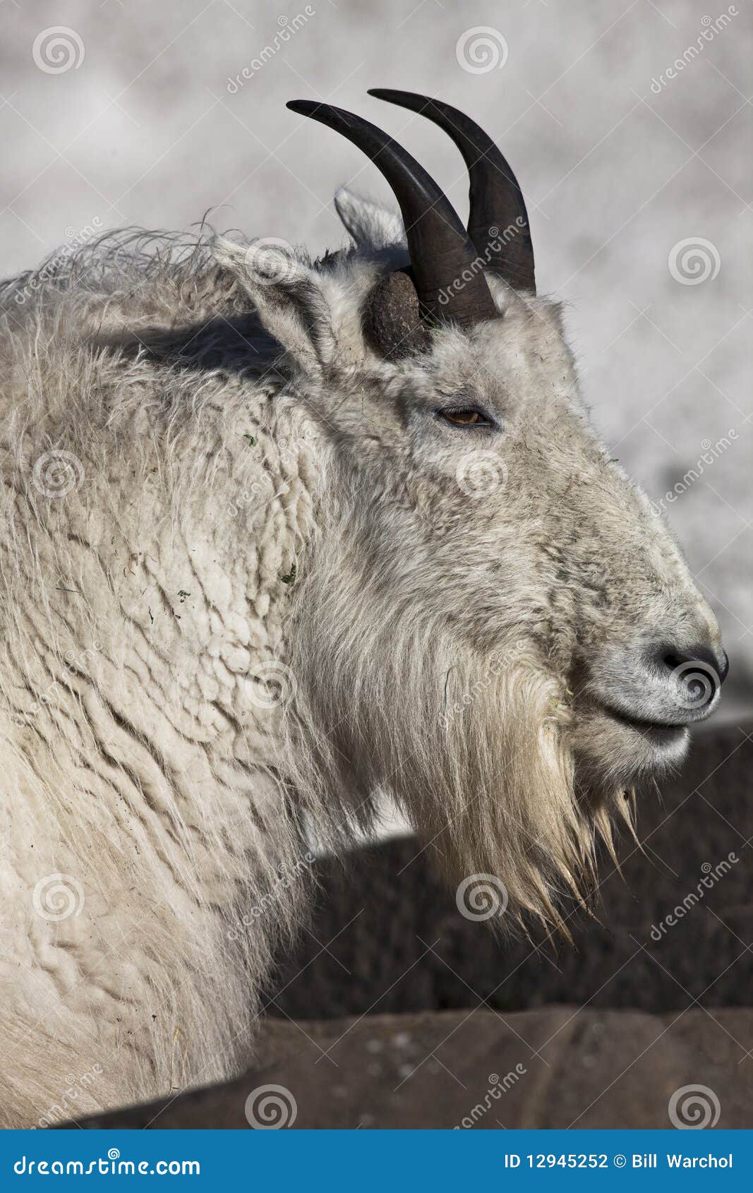 Mountain Goat - Close up stock photo. Image of caution - 12945252
