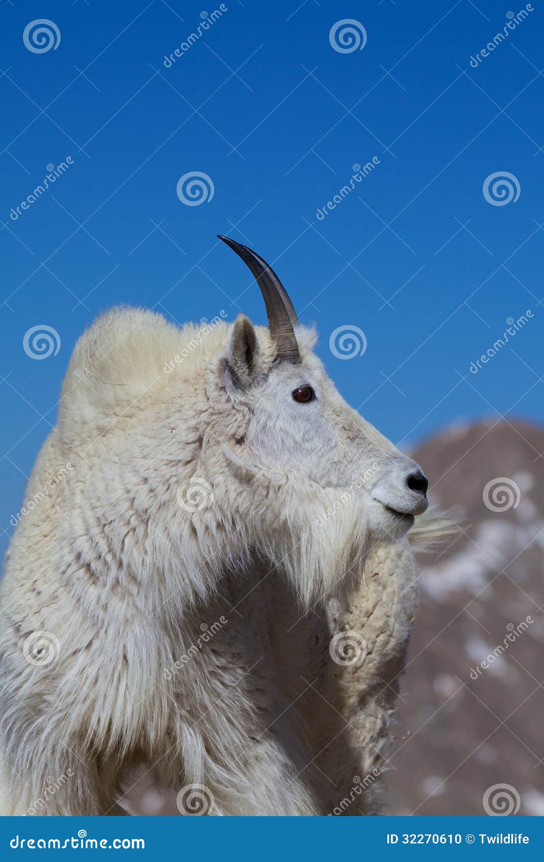 Mountain Goat Close Up stock photo. Image of mountain - 32270610