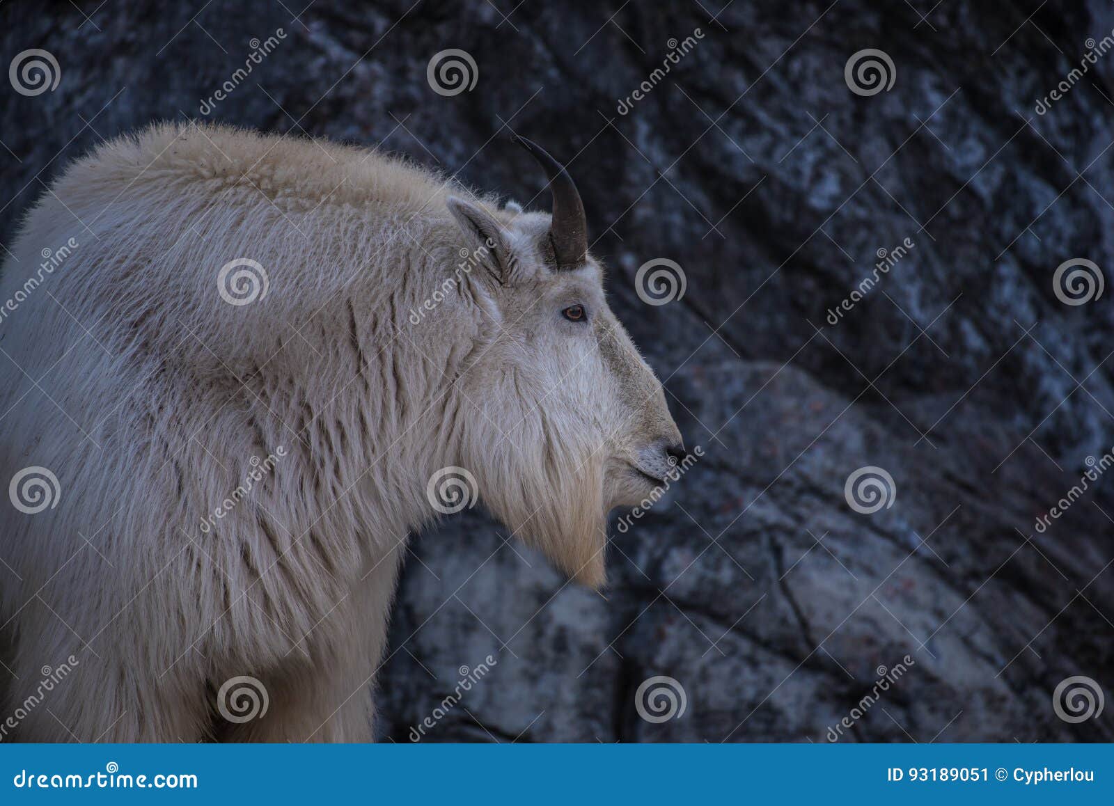 Mountain goat close up stock image. Image of rocky, frozen - 93189051