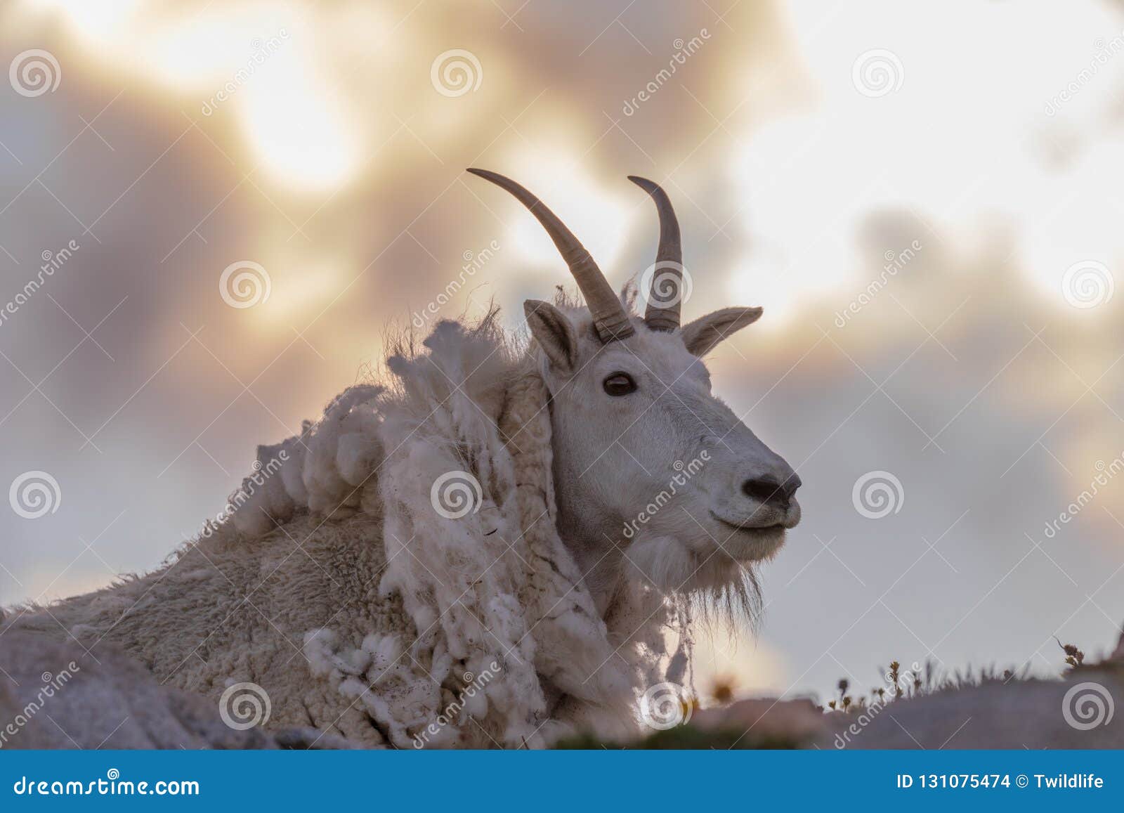Mountain Goat Close Up in Summer Stock Photo - Image of mountain ...