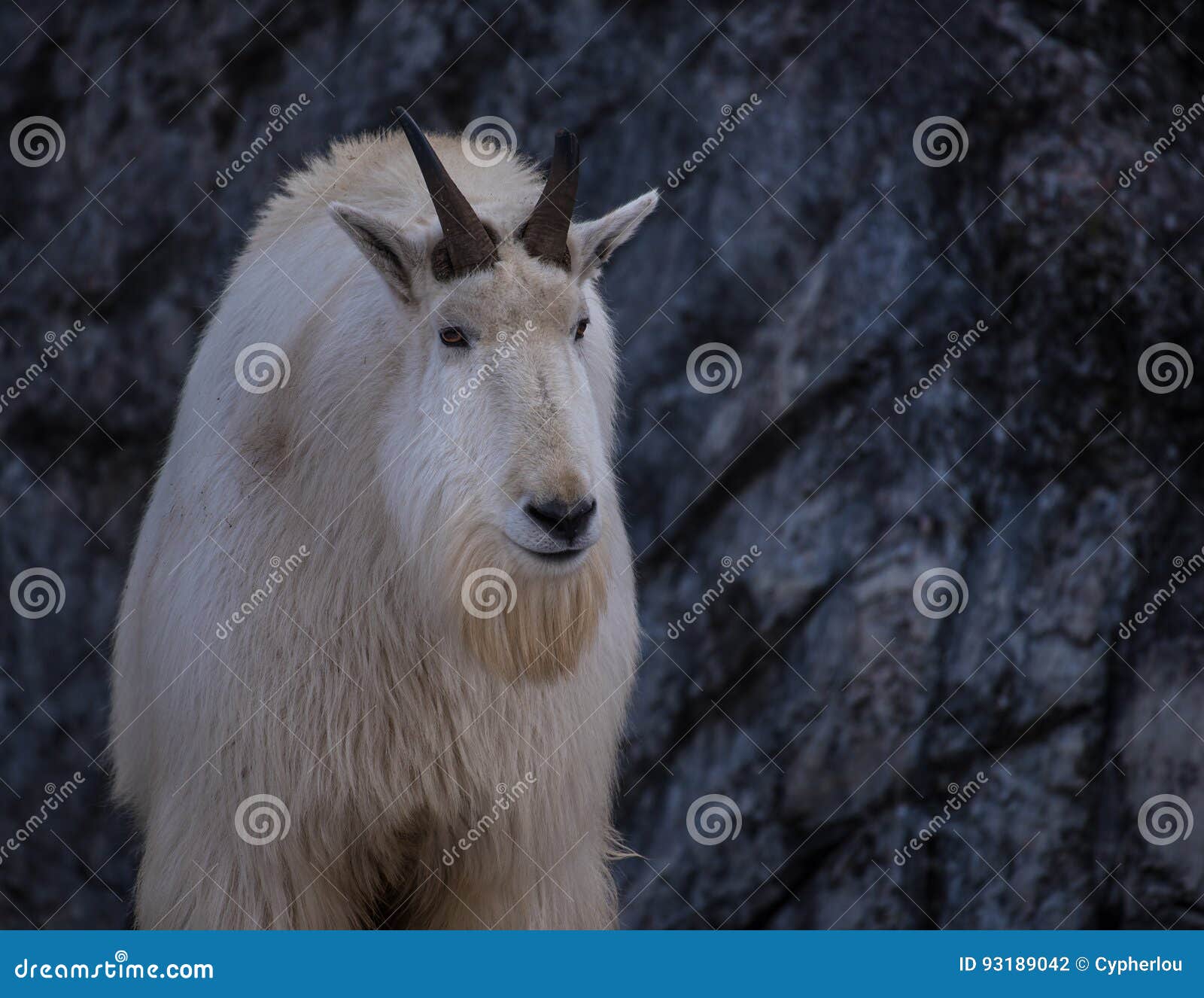 Mountain Goat Close up stock photo. Image of animals - 93189042