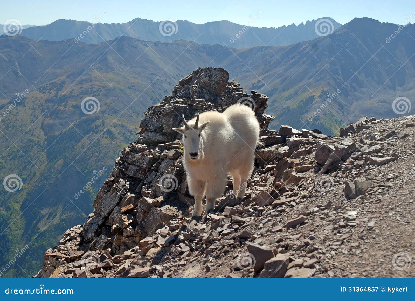 Mountain Goat Colorado stock image. Image of mountaineers - 31364857
