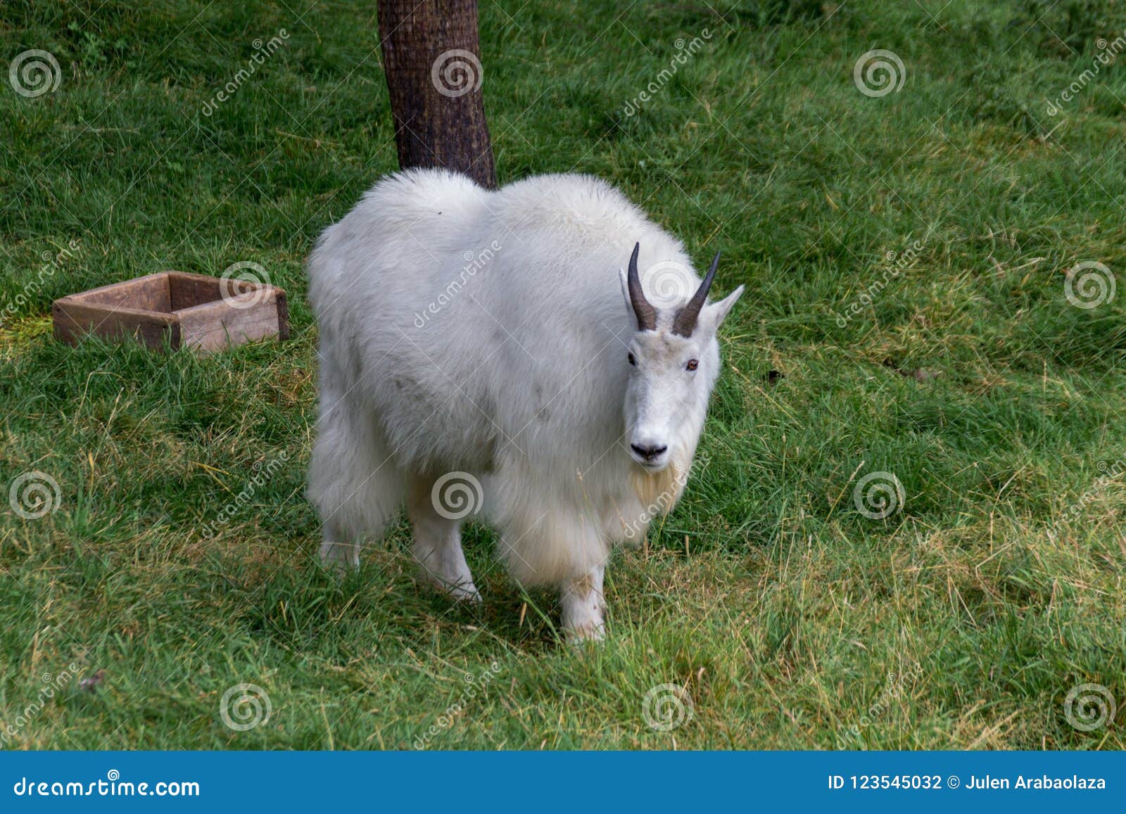 Mountain Goat in a Forest of Canada Stock Photo - Image of rocky ...