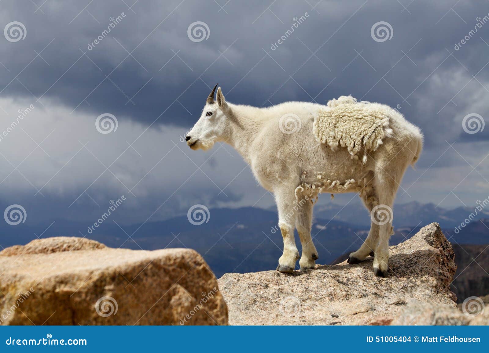 Mountain goat stock photo. Image of goat, sheep, weather - 51005404