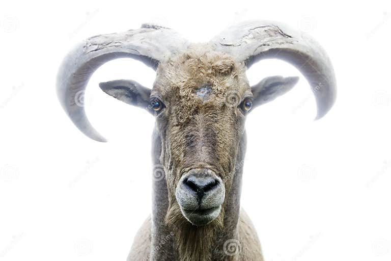 Mountain goat front view stock photo. Image of hoffed - 3257780