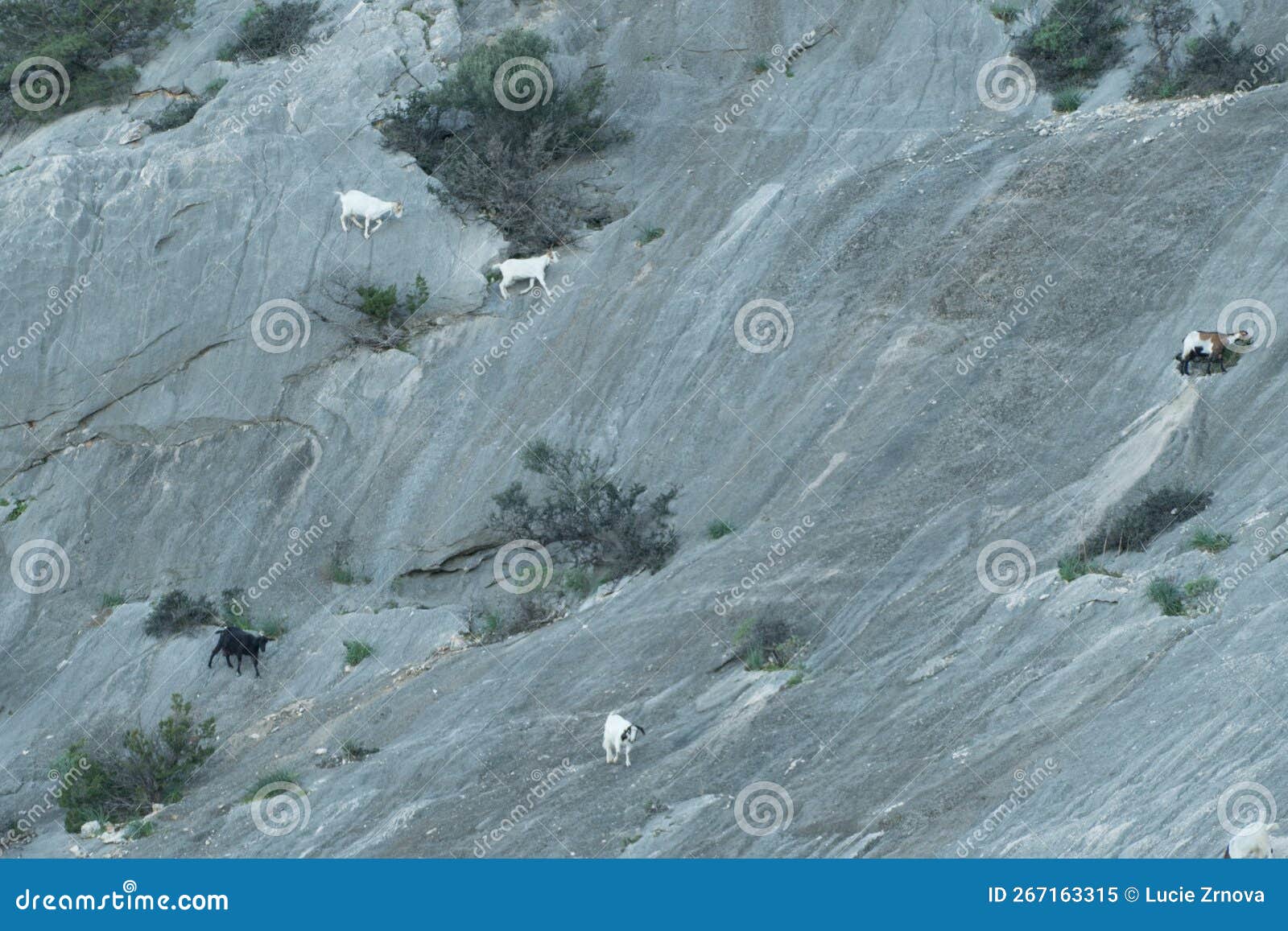 Mountain Goat on a Grey Limestone Rock Stock Image - Image of mountains ...