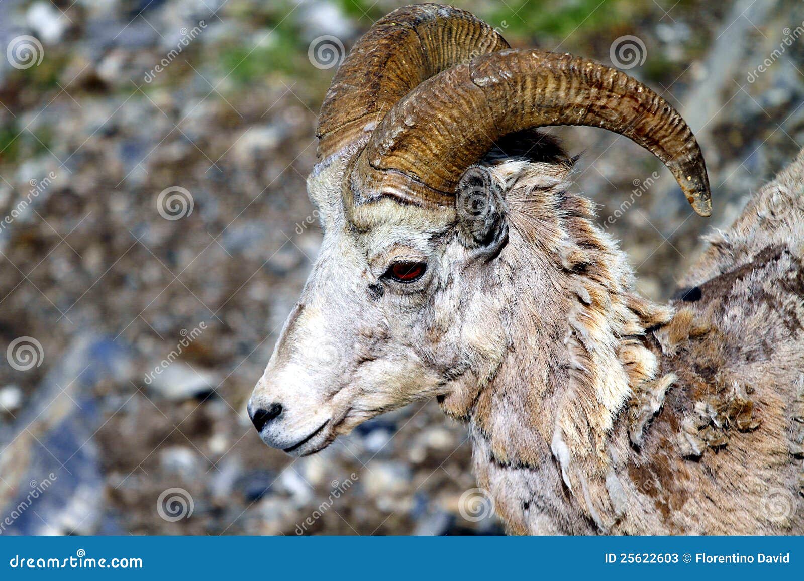 Mountain goat head stock image. Image of kingdom, rockies - 25622603