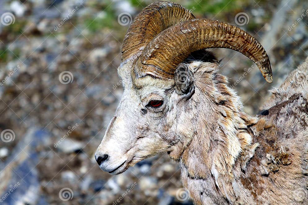 Mountain goat head stock image. Image of kingdom, rockies - 25622603