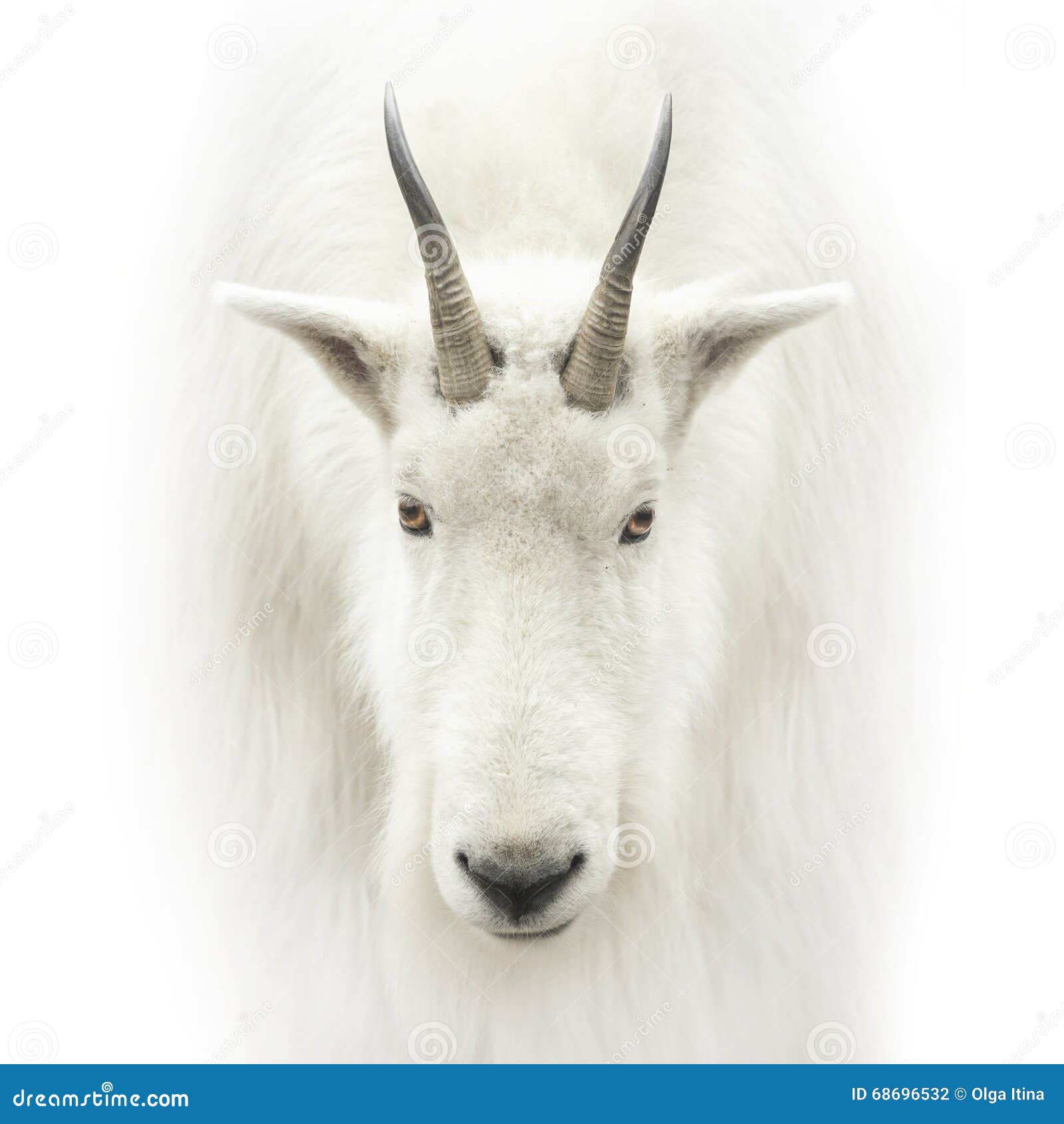 7,630 Mountain Goat Head Stock Photos - Free & Royalty-Free Stock ...