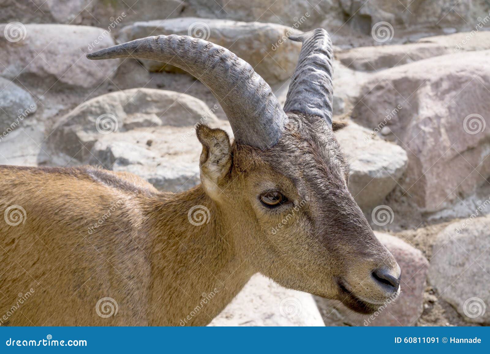 Mountain goat stock image. Image of mammal, horned, cliff - 60811091