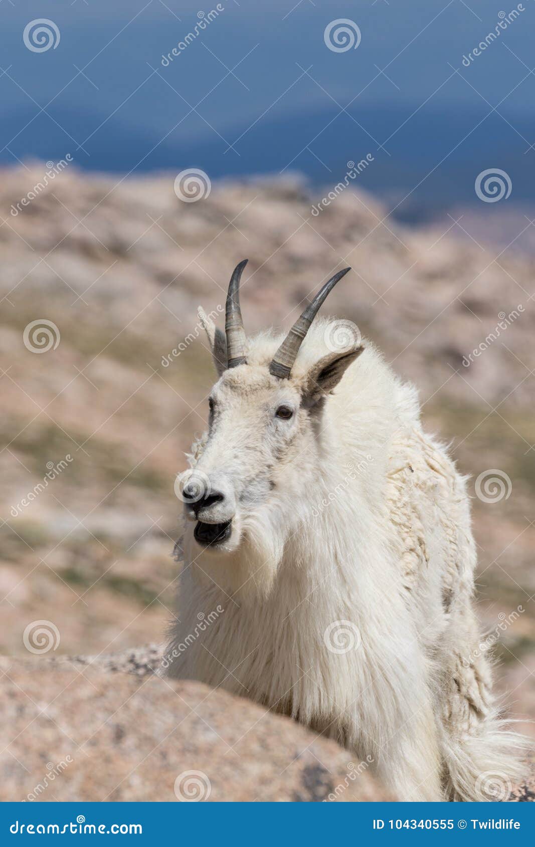 Mountain goat head on stock image. Image of mount, nature - 104340555