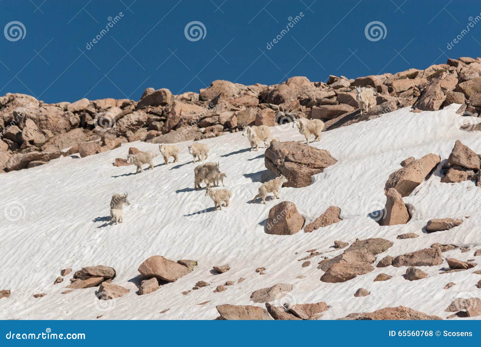 Mountain Goat Herd in Snow stock photo. Image of snow - 65560768