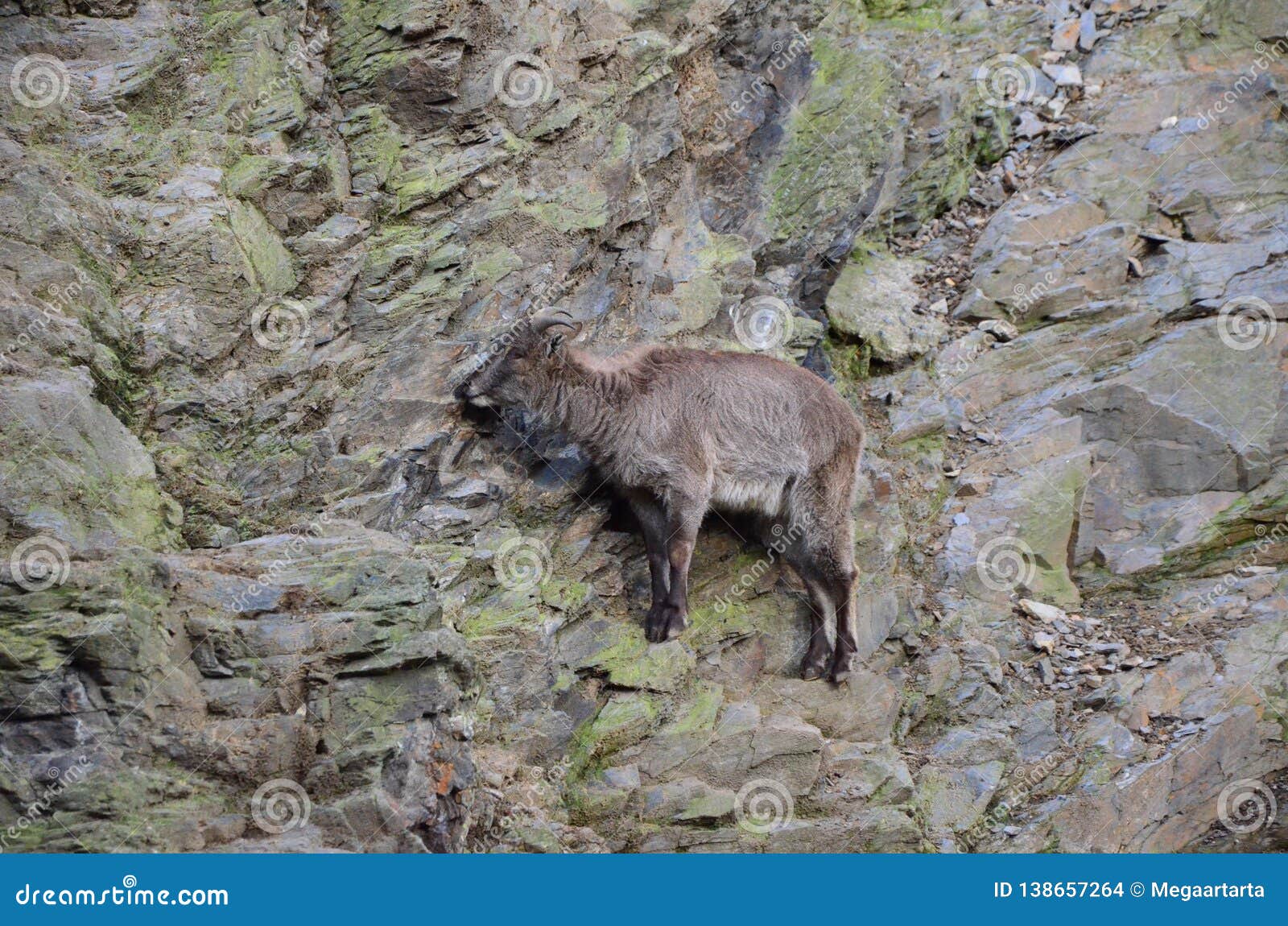 Mountain goat hides stock photo. Image of mouflon, male - 138657264