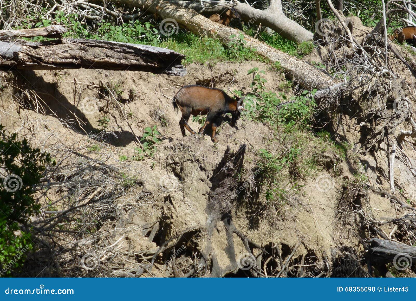 Mountain Goat on a Hill stock photo. Image of bluff, face - 68356090