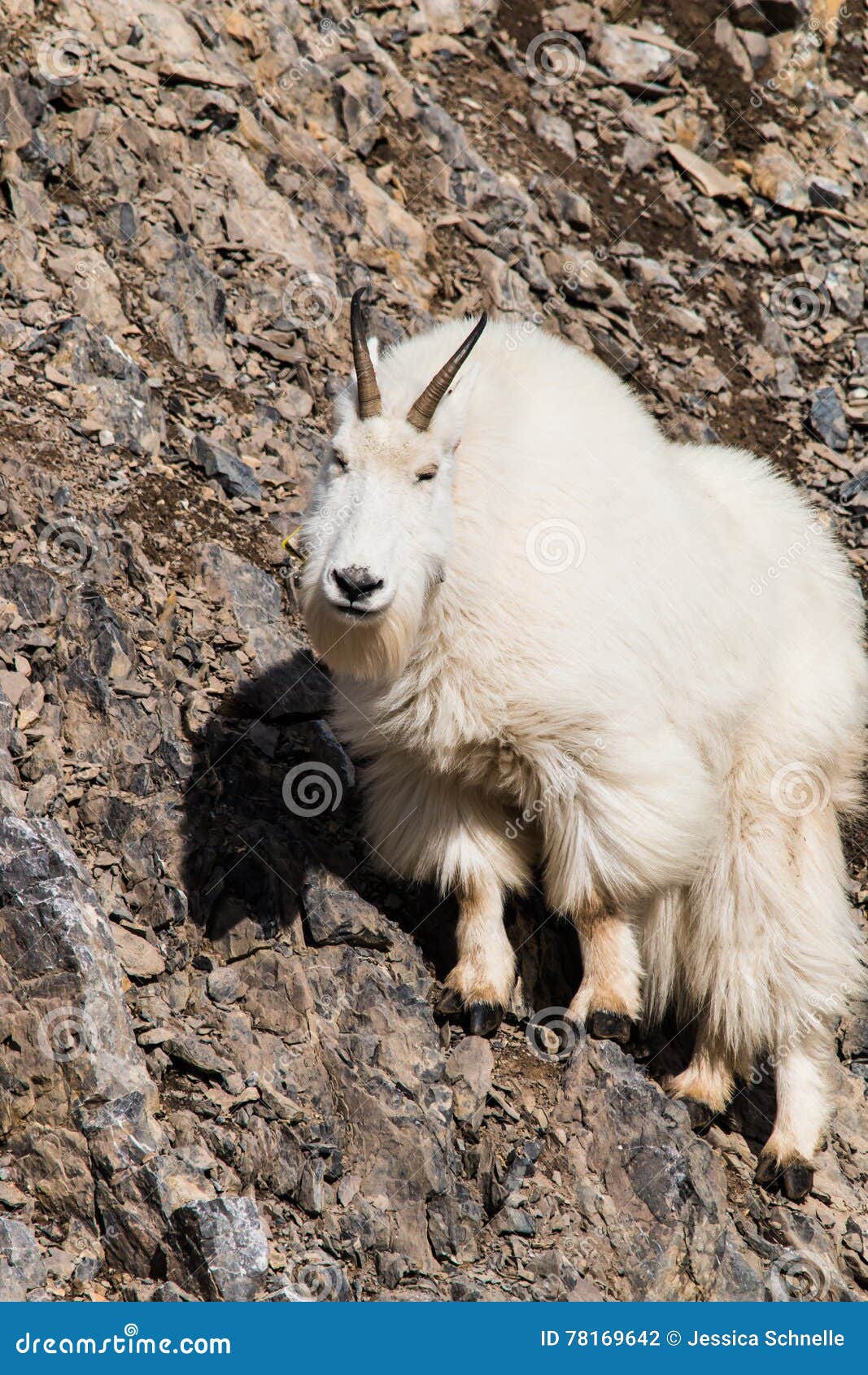 Mountain Goat on Hillside stock photo. Image of goat - 78169642