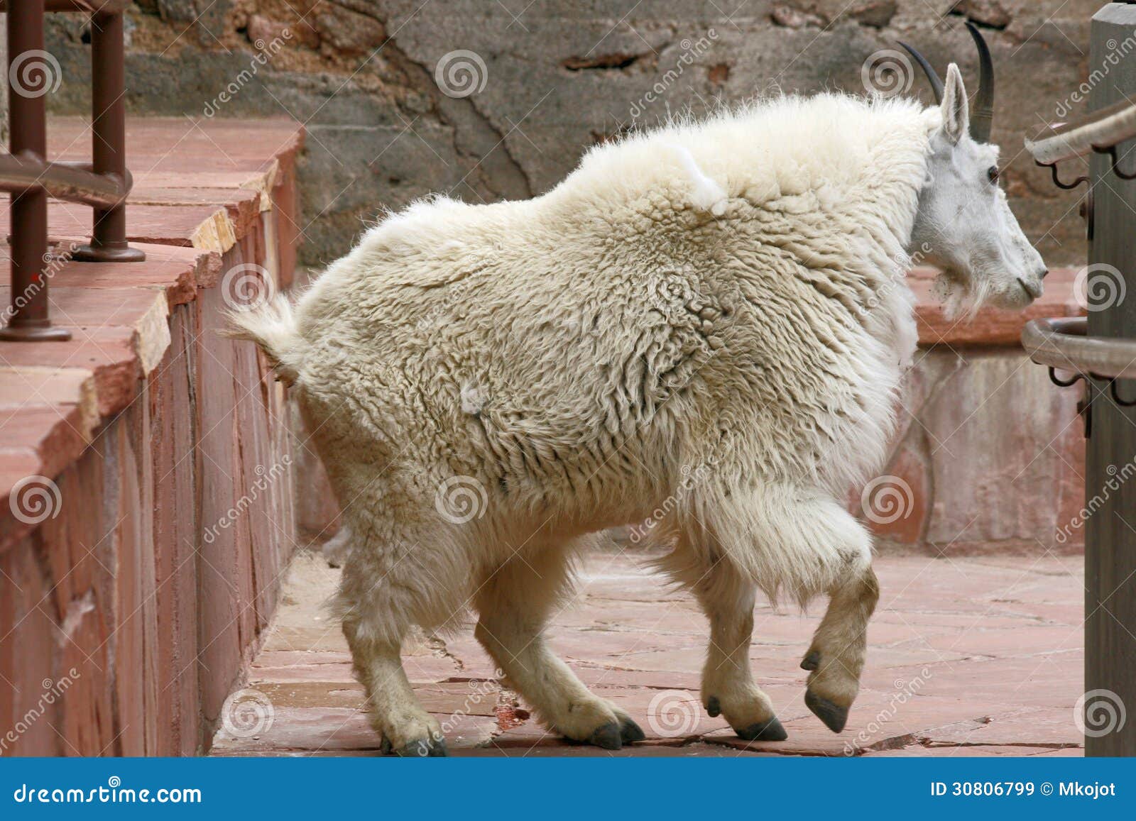 Mountain Goat Inside Building Stock Image - Image of mammal, white ...