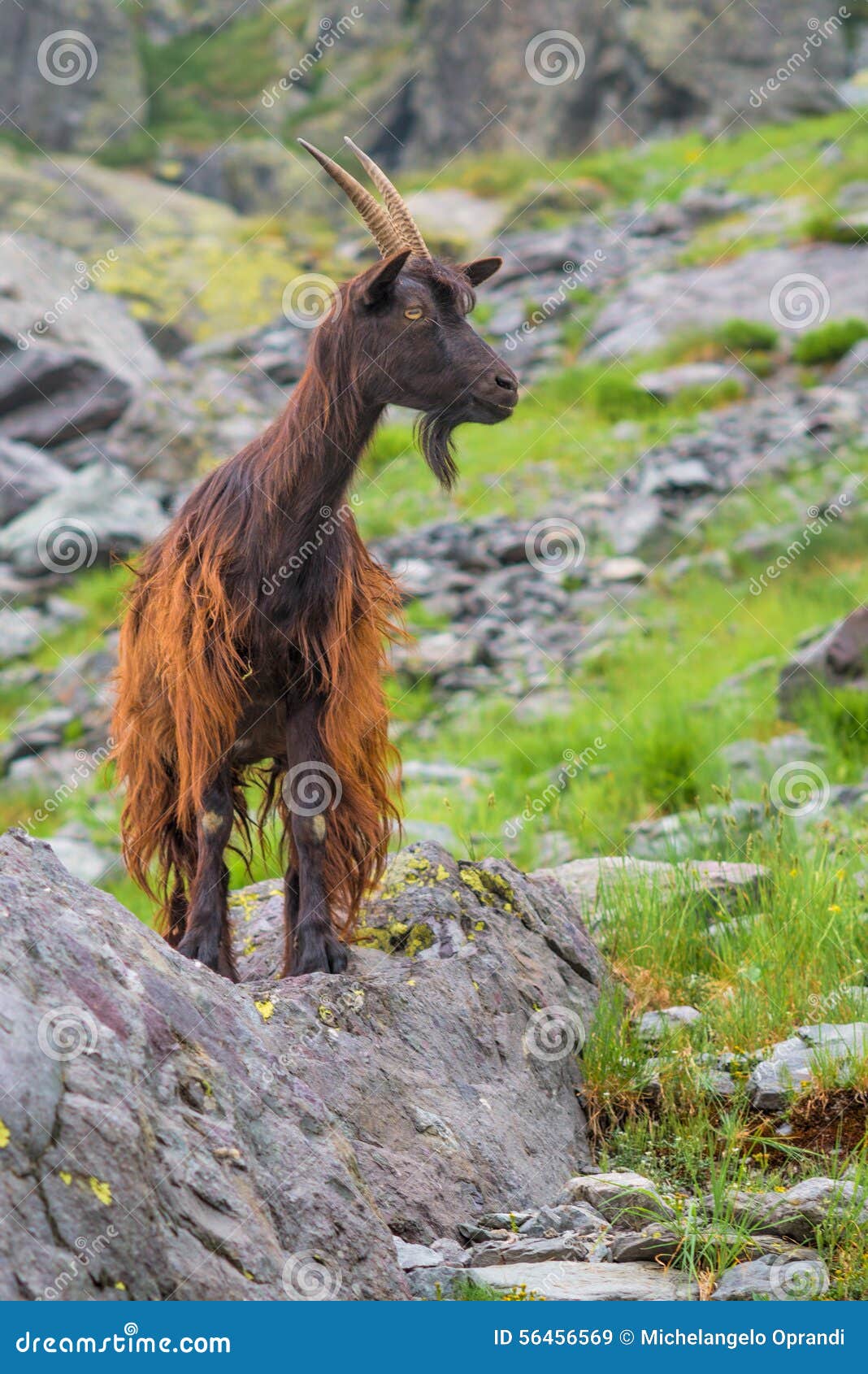 Mountain goat stock image. Image of goats, engraving - 56456569