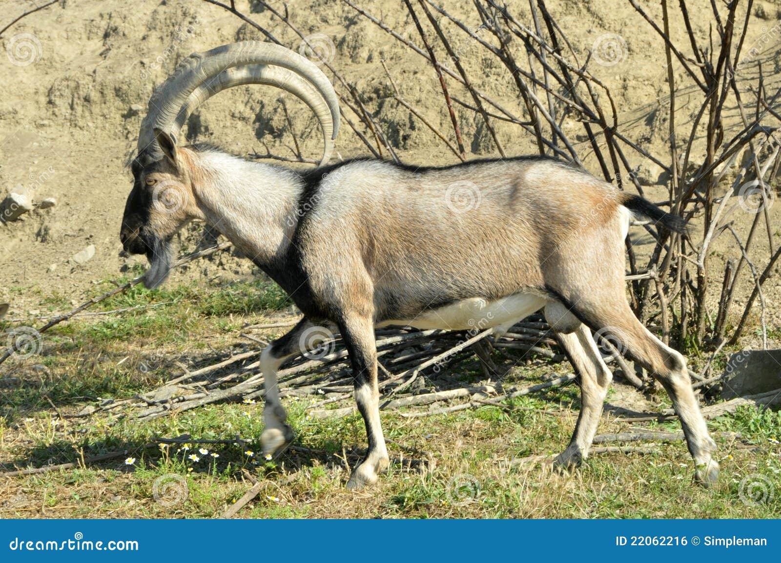Mountain goat Kri-Kri stock photo. Image of crete, adult - 22062216