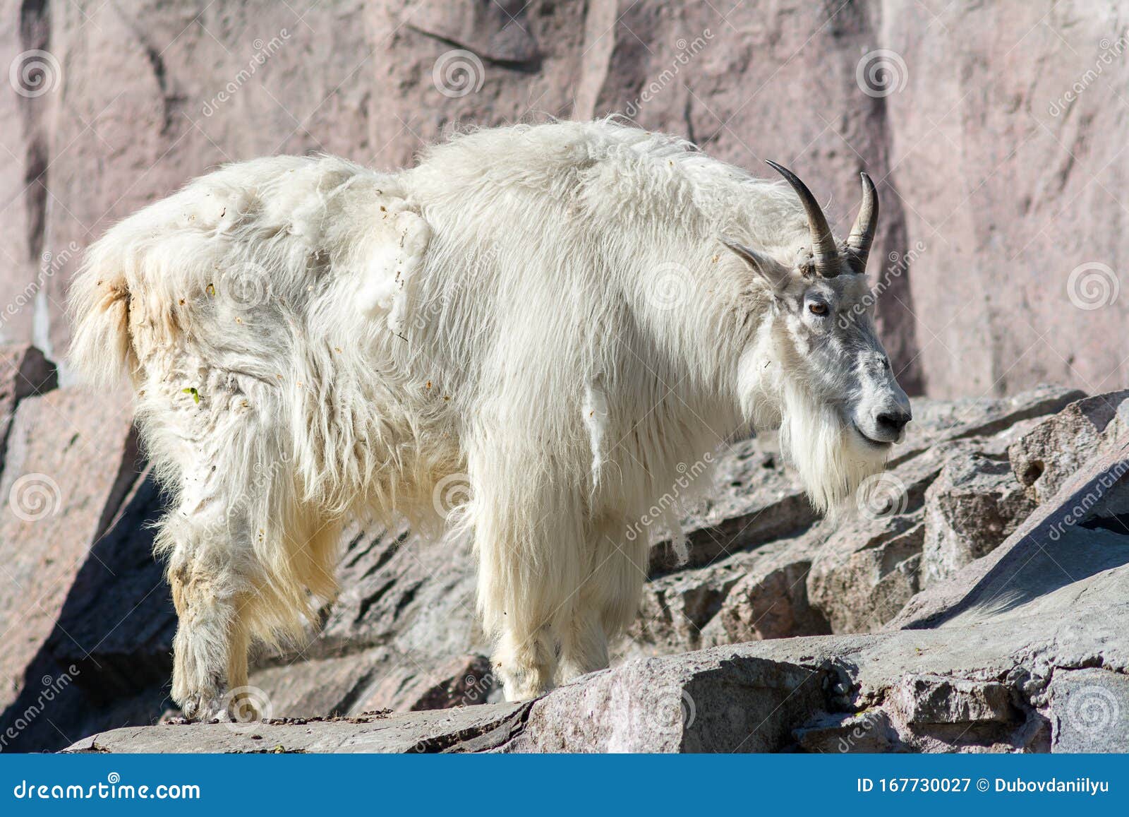 Mountain goat stock image. Image of park, rockies, national - 167730027