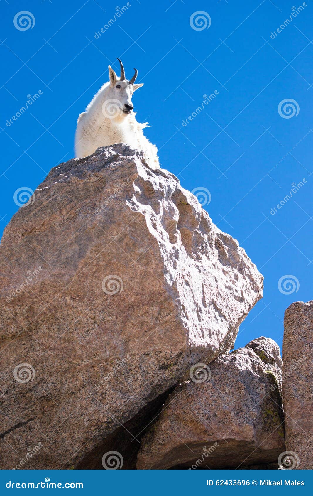 Mountain Goat Looking Down in Vertical Photo Stock Photo - Image of ...