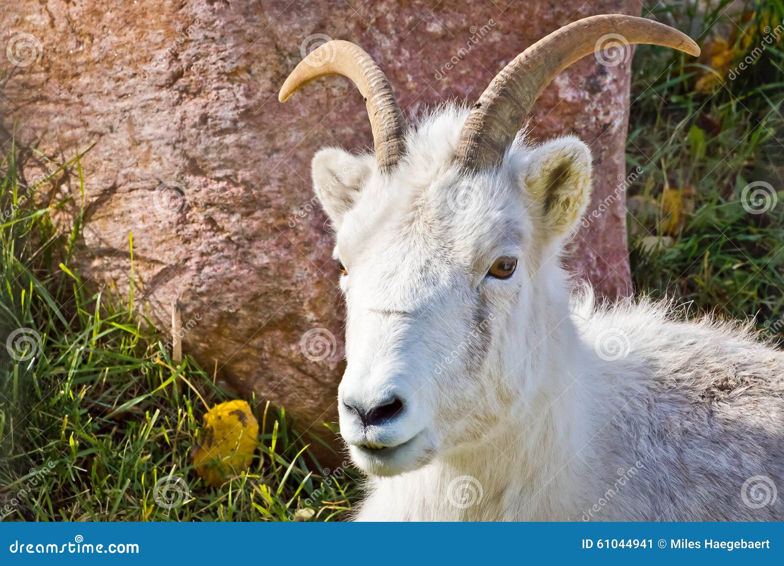 Mountain Goat Looking Forward Stock Image - Image of curled, peaceful ...