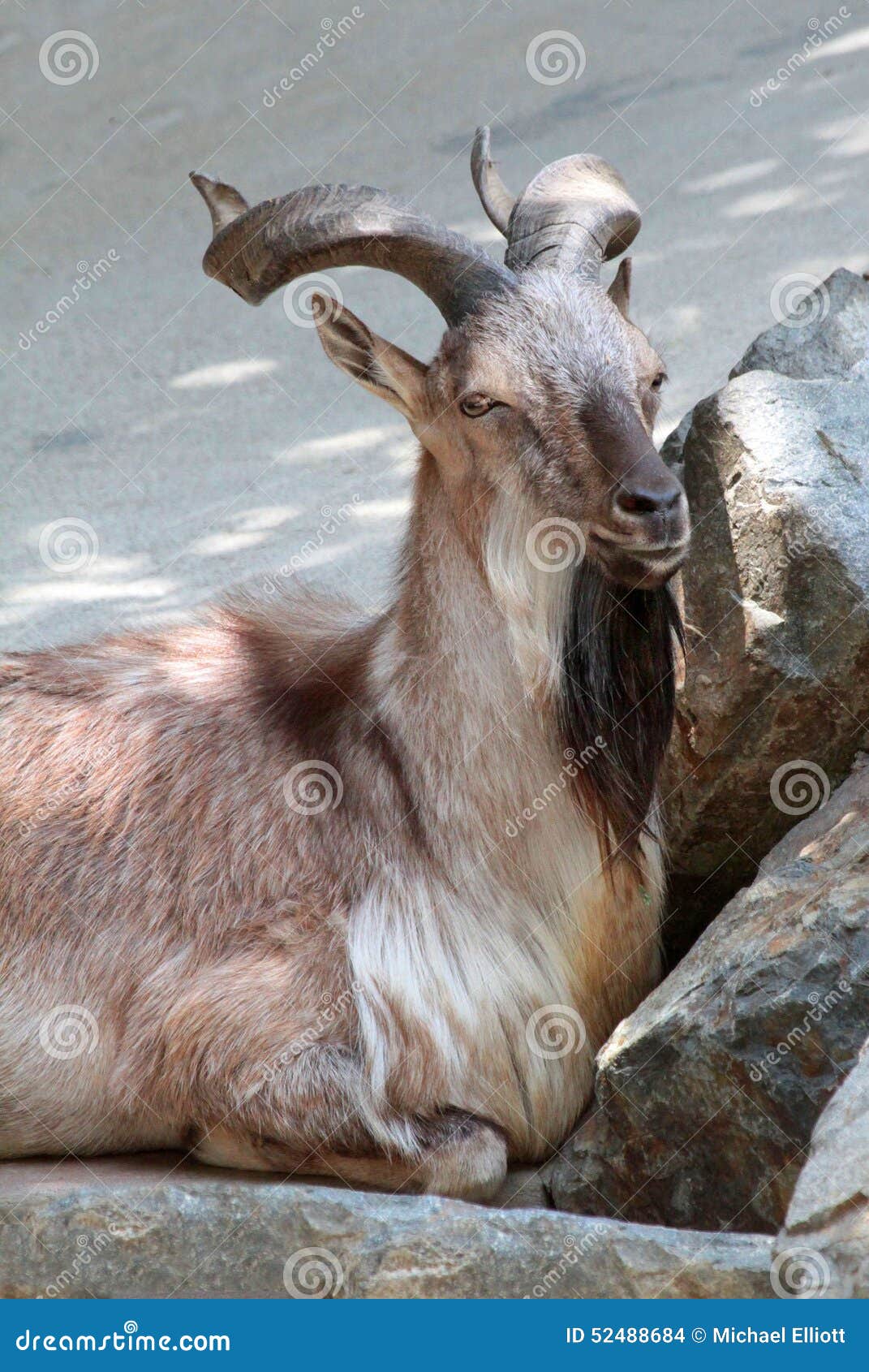 Mountain Goat stock photo. Image of hardy, hunted, rock - 52488684